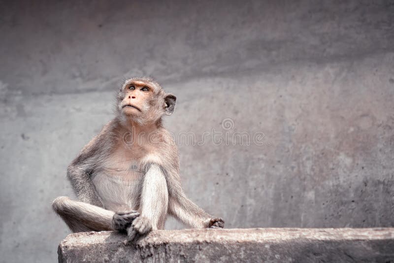 One monkey stock photo. Image of alone, bridge, monkey - 234109188
