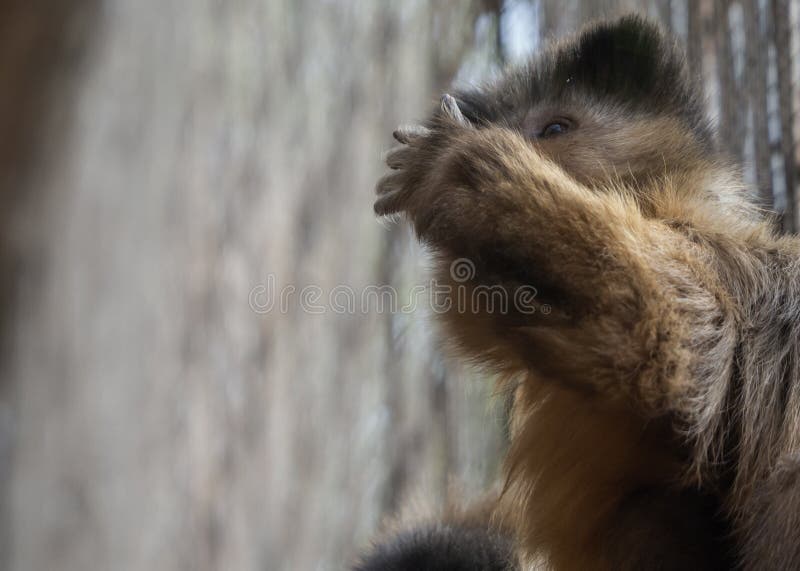 One Monkey Sapajus Libidinosus with Hand on Face Stock Photo - Image of ...
