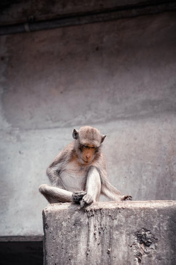 One monkey stock photo. Image of sits, monkey, concrete - 234109134