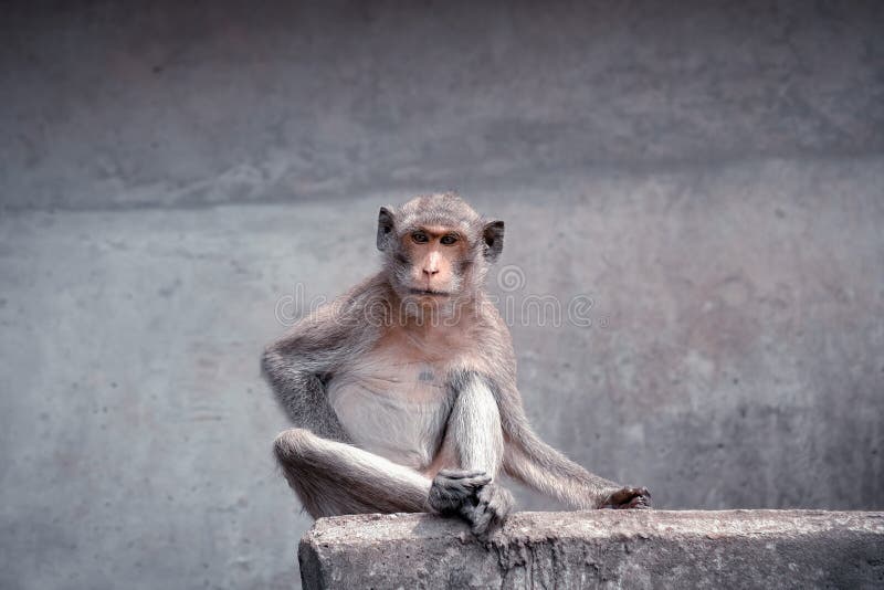 One monkey stock image. Image of monkey, bridge, alone - 234109199