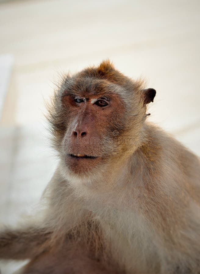 One, Monkey stock photo. Image of beauty, animal, outdoor - 65948290
