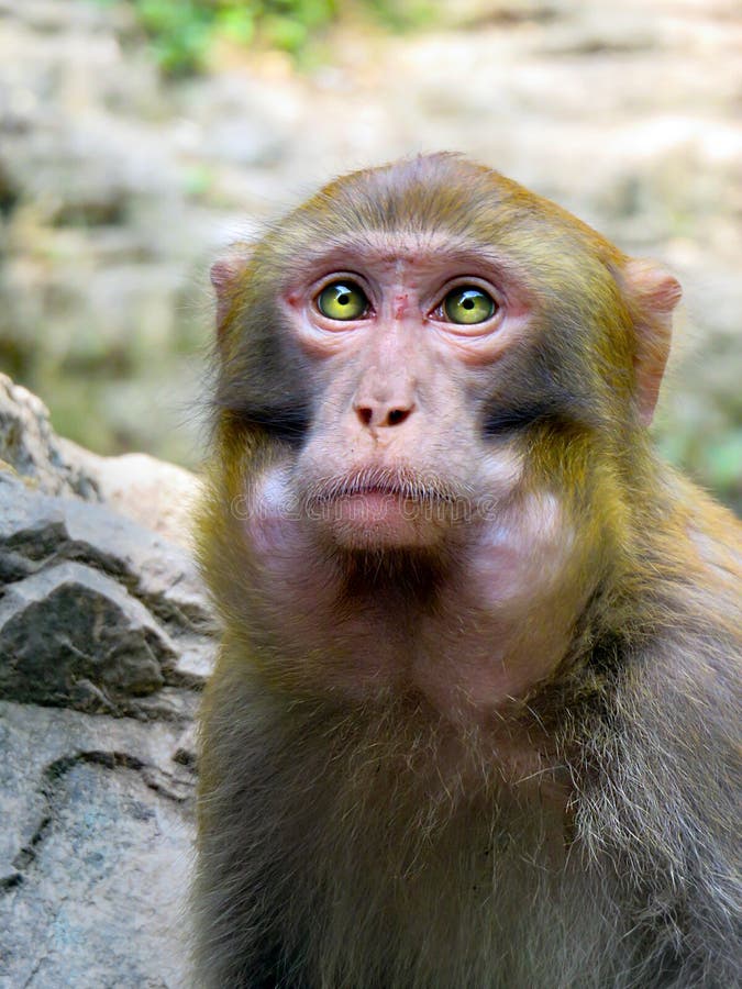 Single Monkey Portrait in China Stock Photo - Image of mountain, china ...