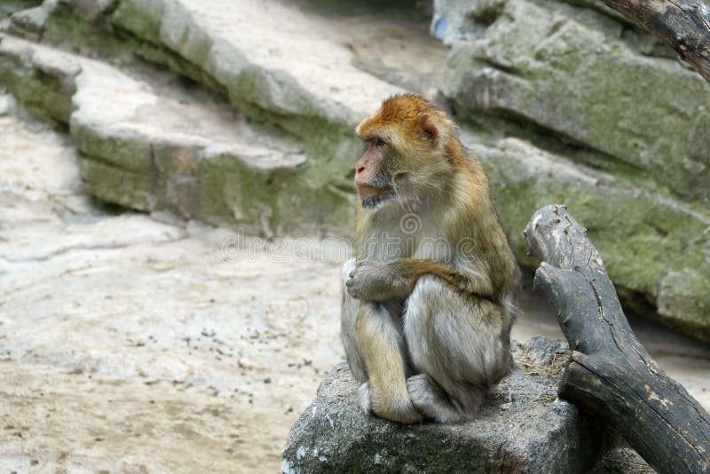 One Monkey is Sitting on a Stone. Look To the Left Stock Image - Image ...
