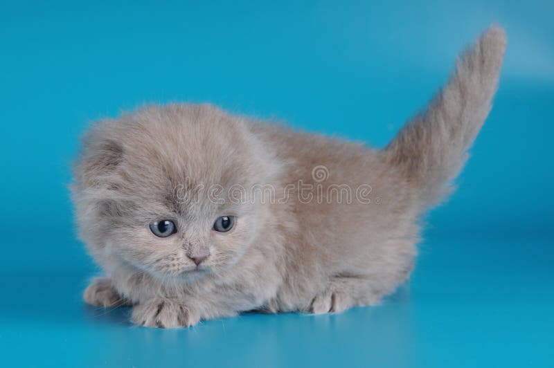 One month kitten stock photo. Image of white, lovely - 12620902