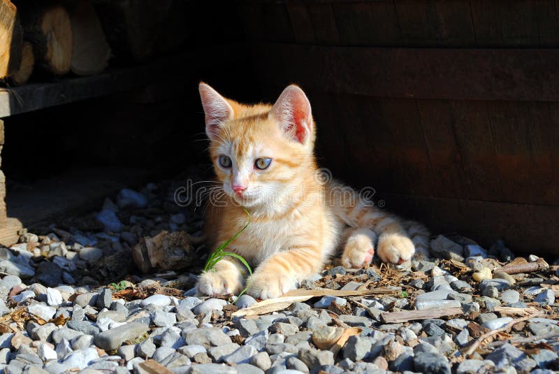 One Month Old Orange Kitten Stock Photo - Image of feline, animal: 25724474