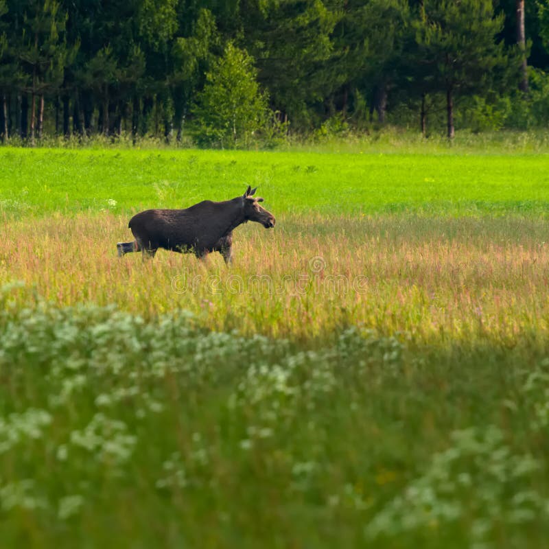 One moose in the meadow. stock photo. Image of landscape - 186551074