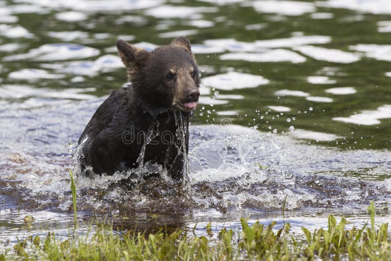 One more lap stock photo. Image of ursus, north, springtime - 38623038