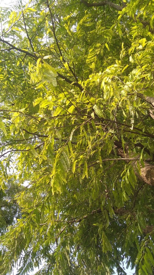 One more time stock photo. Image of tree, time, plant - 124414630