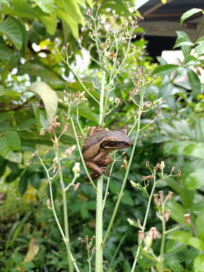 One Morning, a Frog Was Perched in a Tree in the Backyard Stock Photo ...