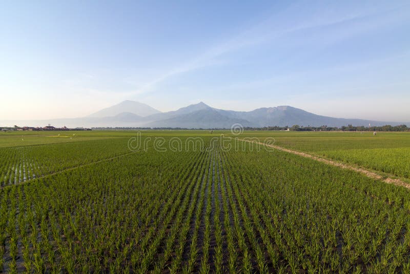Rice Fields in Salatiga, Central Java. Stock Photo - Image of ungaran ...