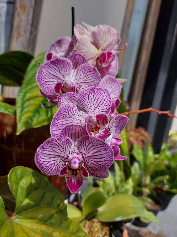 One of the Most Beautiful Orchids Stock Image - Image of beautiful ...