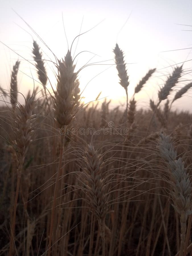 One of the Most Beautiful Picture of Wheat ðŸŒ¾I Want To Sell this ...