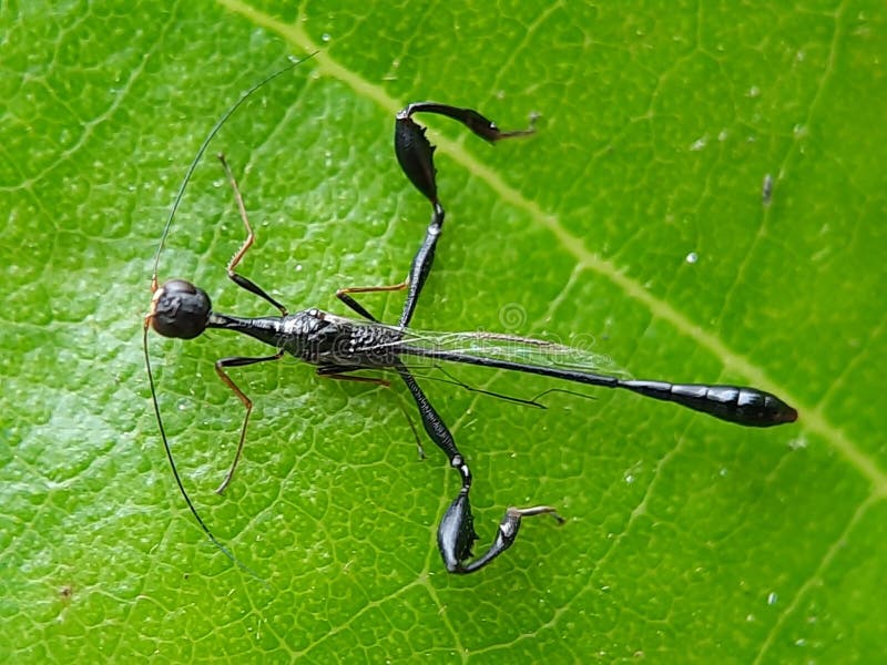 This is One of the Most Beautiful Wasp. Her Name is Stephanidae. Stock ...