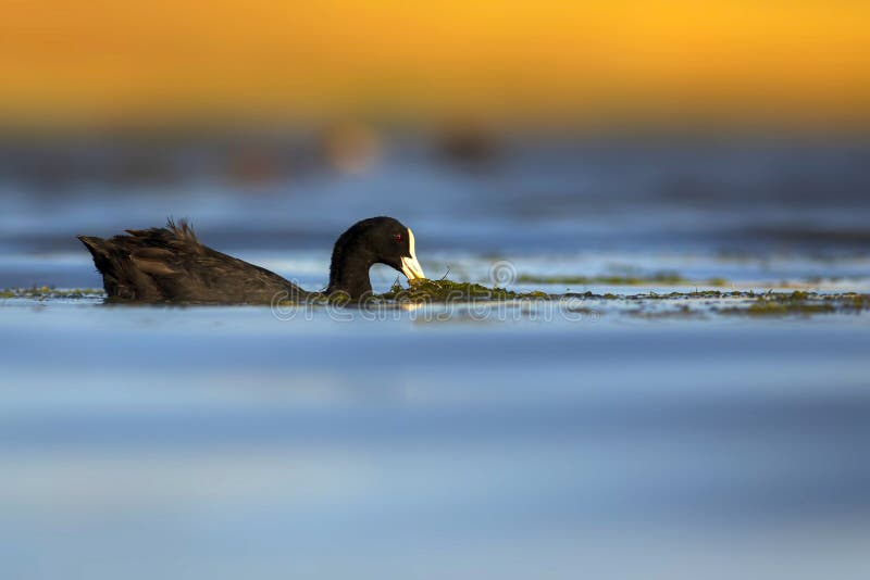A Cute Water Bird. Nature Background. Eurasian Coot. (Fulica Atra ...