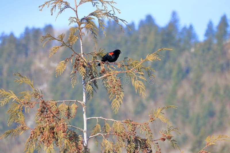 Red-winged Blackbird on Cedar Tree Stock Image - Image of seasonal ...