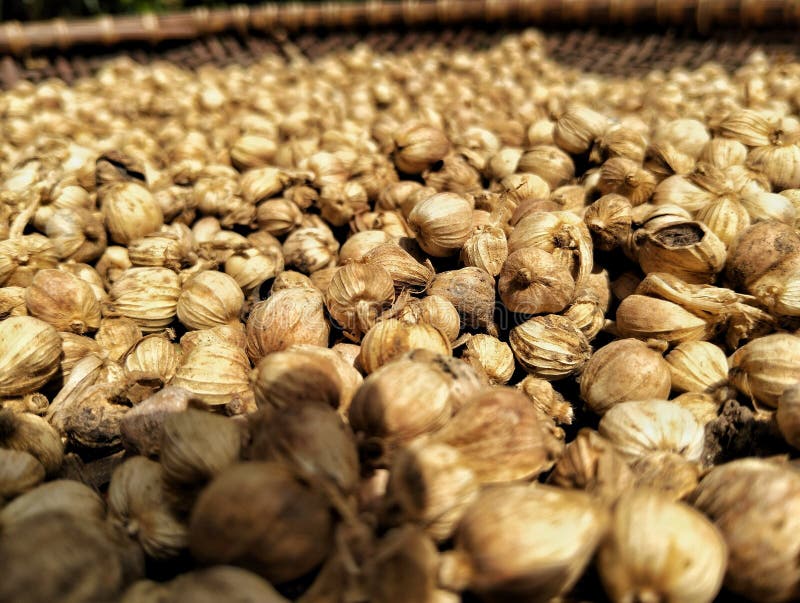 One of the Most Famous Spices is Called Kapol Stock Image - Image of ...