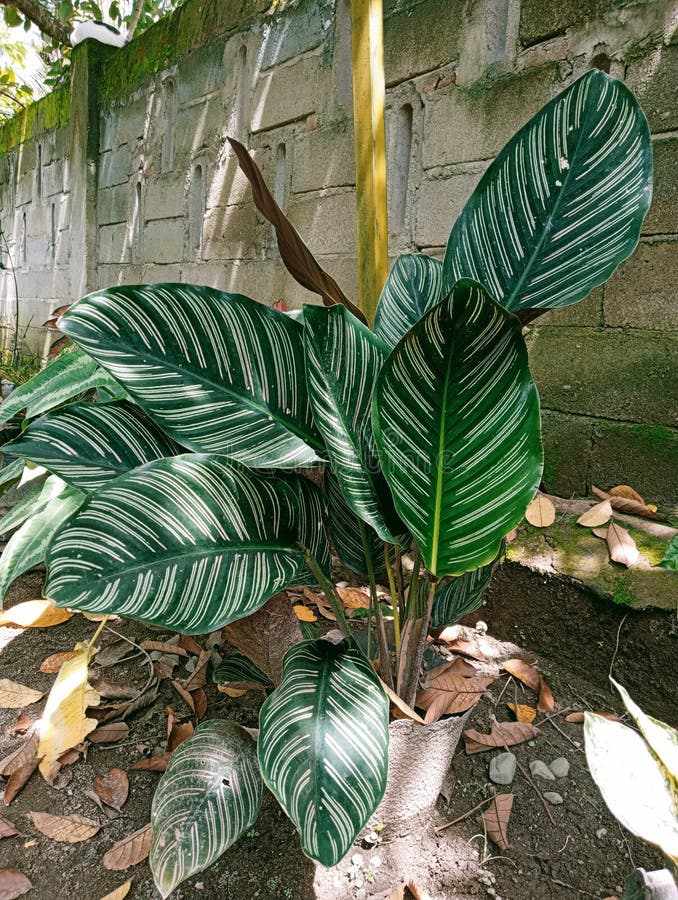 One of the Most Popular Ornamental Plants is Chalatea Which ... One of the Most Popular Ornamental Plants is Chalatea Which ...