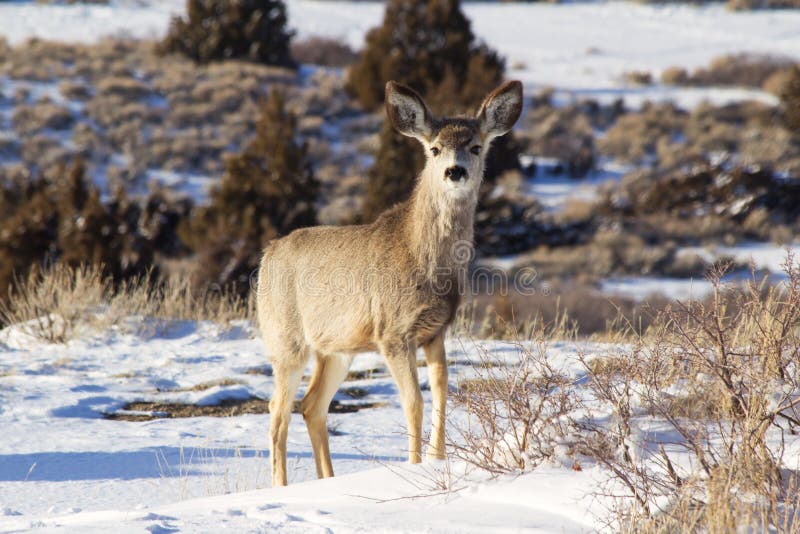 One mule deer stock image. Image of deer, snow, united - 39066623