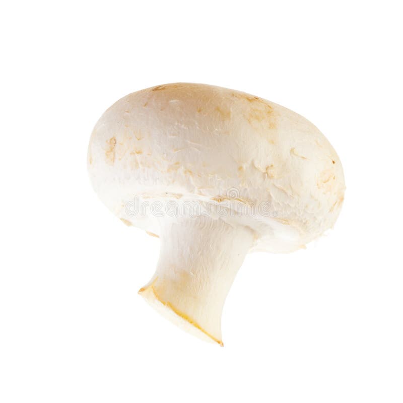 One mushroom stock photo. Image of vitamins, macro, white - 27124360