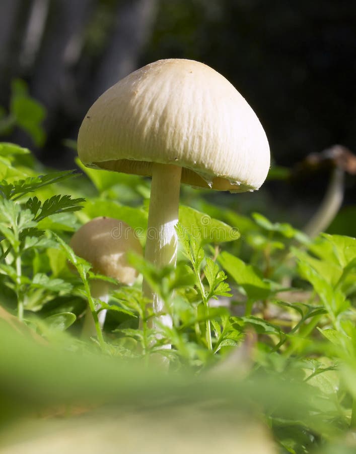 One mushroom in the moss stock image. Image of moss, tranquil - 18195333