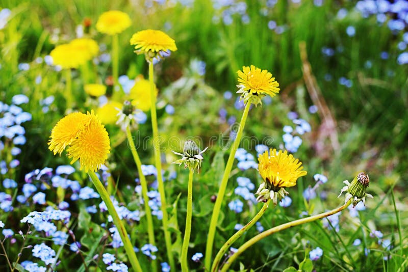 Mutant Dandelion among Flowers Stock Photo - Image of botany, accrete ...