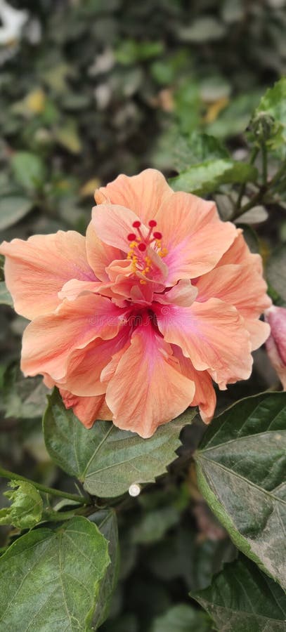 One of My Best Flowers Click of Mine Stock Photo - Image of flower ...