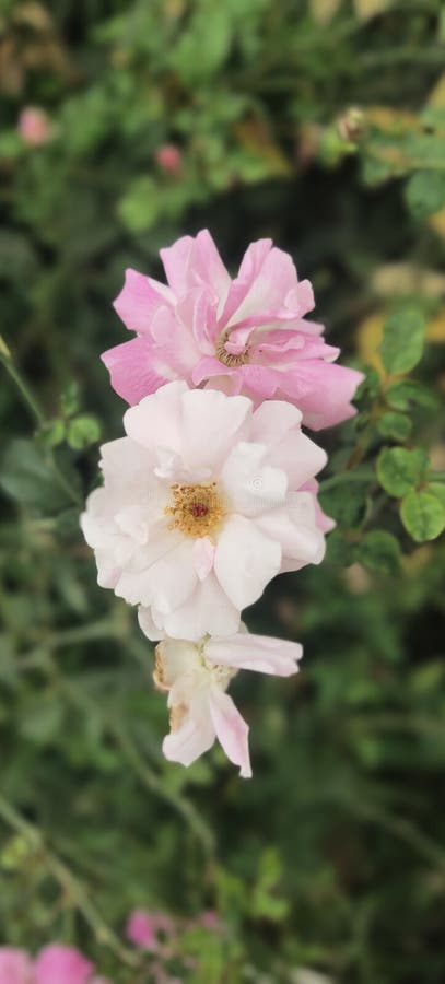 One of My Best Flowers Click of Mine Stock Photo - Image of wildflower ...