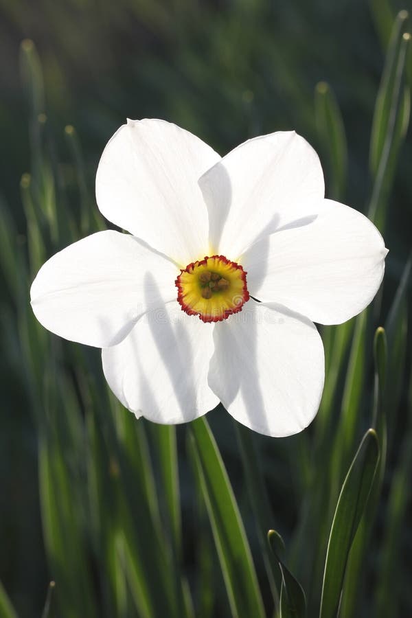 One Narcissus Flower, Backlit Stock Image - Image of natural, green ...