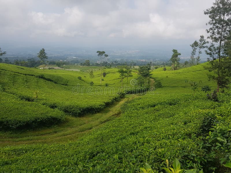 One of the Natural Beauties in Central Javatea Plantation Stock Photo ...