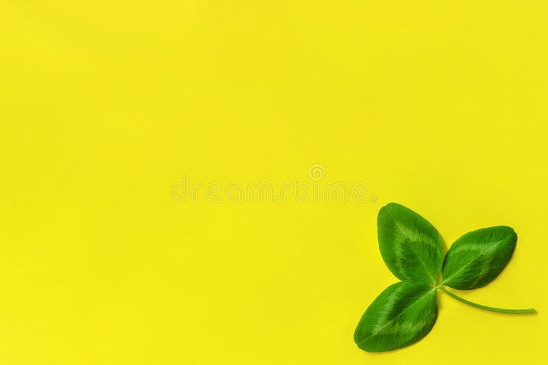 One Natural Clover Leaf on Yellow Background. St.Patrick S Day Concept ...