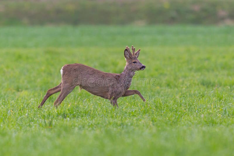 One Roebuck Capreolus Running through Green Grass Stock Photo - Image ...