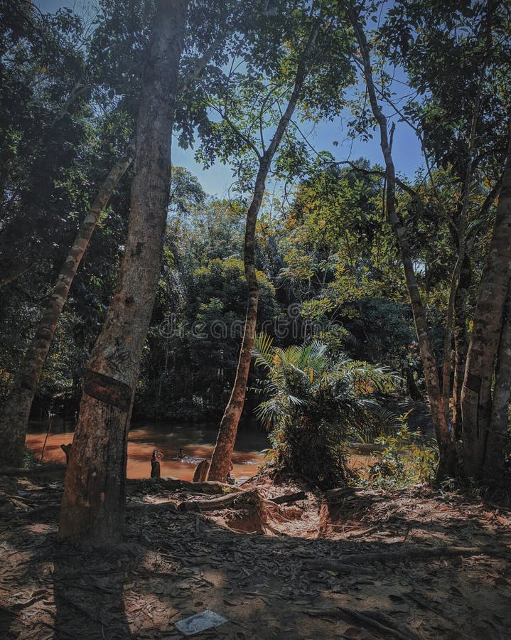 One with nature stock image. Image of soil, branch, tree - 182379921