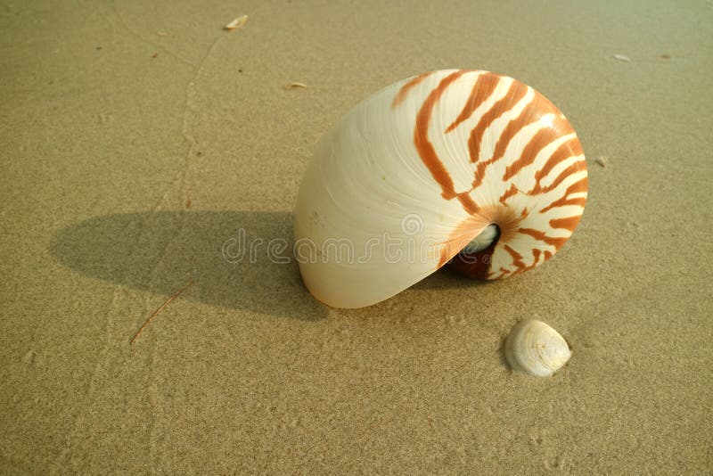 Little Seashell stock image. Image of macro, mental, seashell - 45280935