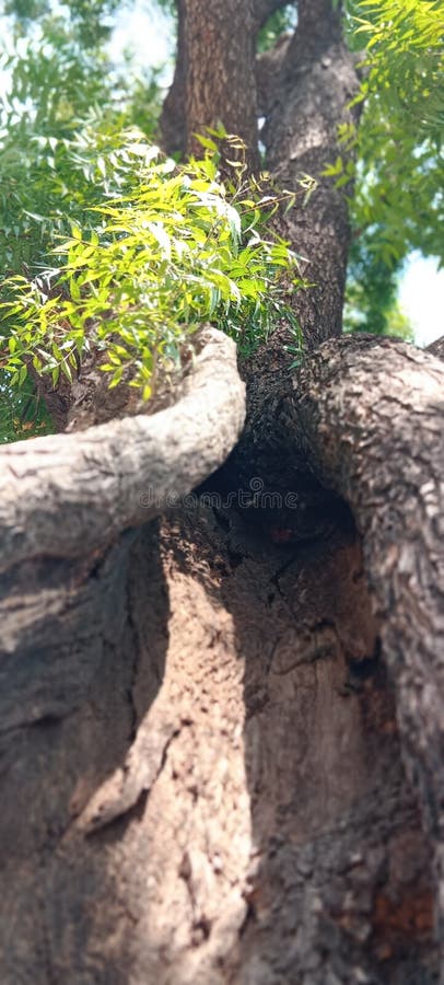 One Neem Tree and Green Leaf in Village Stock Photo - Image of village ...