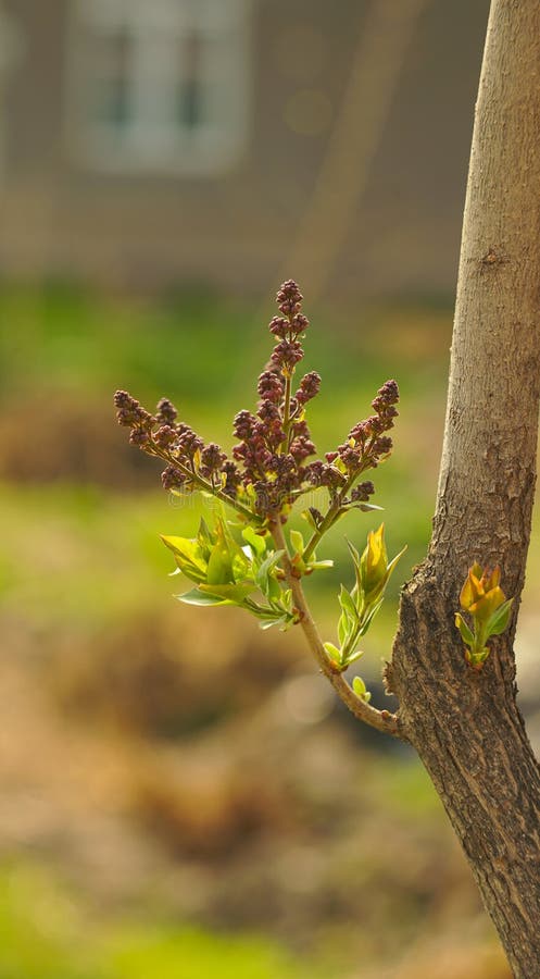 One New Bud from the Core of the Siren Tree Stock Image - Image of ...