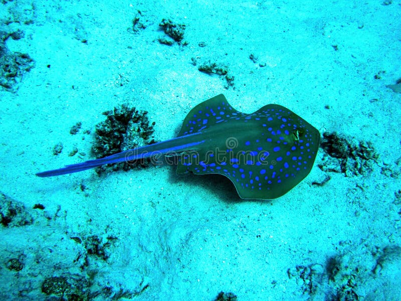 Big Beautiful Ray Fish, Egypt Stock Photo - Image of beautiful, tail ...