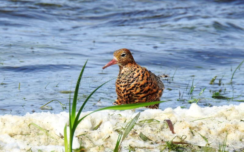 Beautiful Bird on Flood Field, Lithuania Stock Photo - Image of white ...
