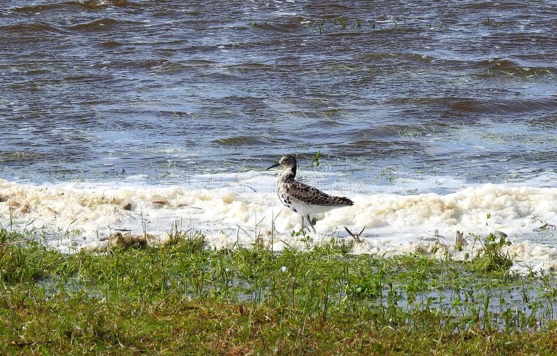 Beautiful Bird in Flood Field, Lithuania Stock Image - Image of brown ...