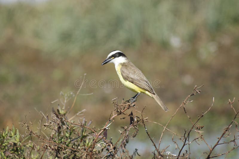 One nice bird stock photo. Image of outdoors, travel - 73368822