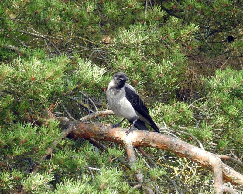 Beautiful Crow Bird on Tree Branch , Lithuania Stock Image - Image of ...