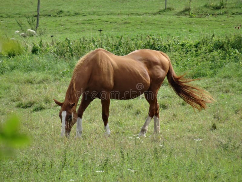 One Nice Female Horse Who is Grazing with Her Tail in the Wind Stock ...