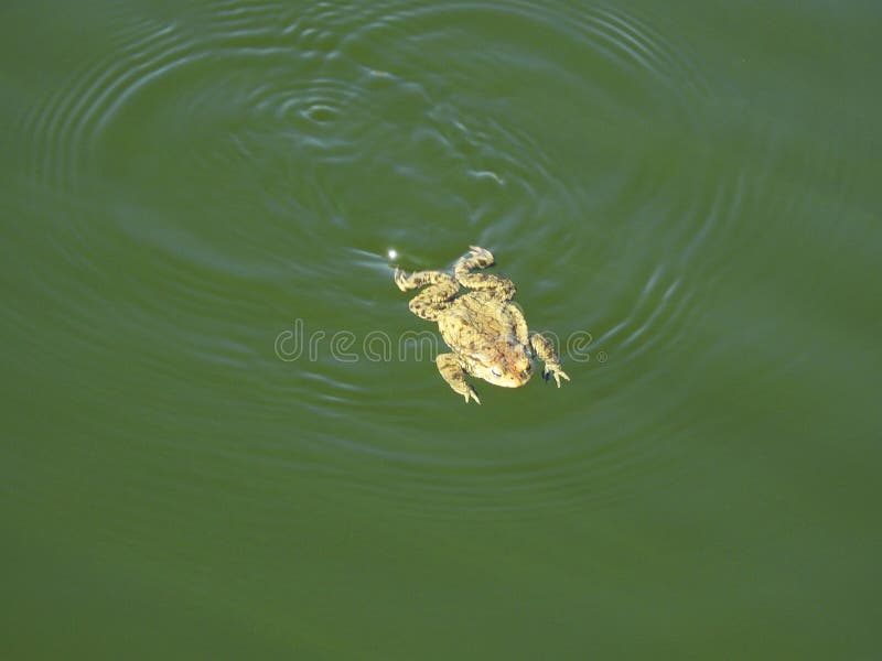 Beautiful Frog Swim in Water, Lithuania Stock Image - Image of yellow ...
