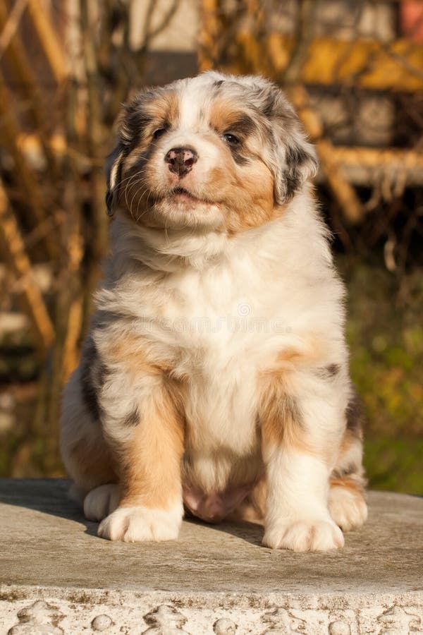 Nice puppy stock image. Image of terrier, puppy, american - 413903