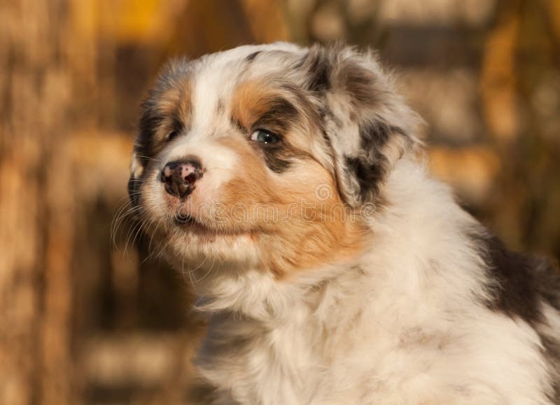 Nice Puppy stock photo. Image of cute, evening, isolated - 13370754