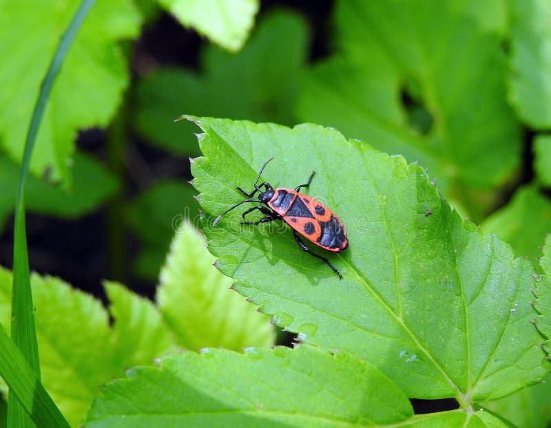 Small Colorful Bug on Green Leaf, Lithuania Stock Image - Image of ...