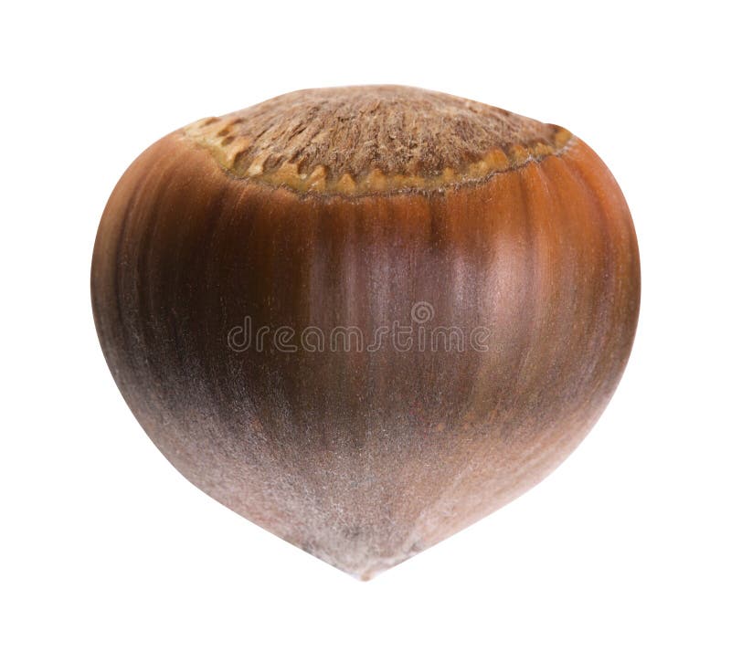 One Hazelnut Isolated On White. Stock Photo - Image of healthy ...
