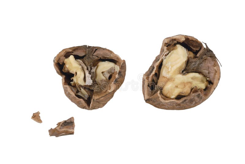 One open nut stock image. Image of cracked, season, close - 10504799