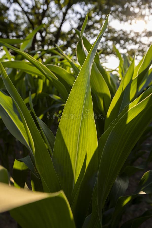 One Oak Tree and Corn in a Field, a Green Oak in Green Corn on a Blue ...