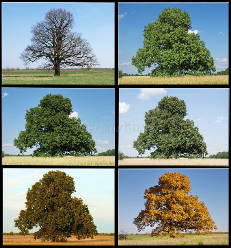 One Oak Tree in Four Seasons Stock Image - Image of green, dark: 80405103