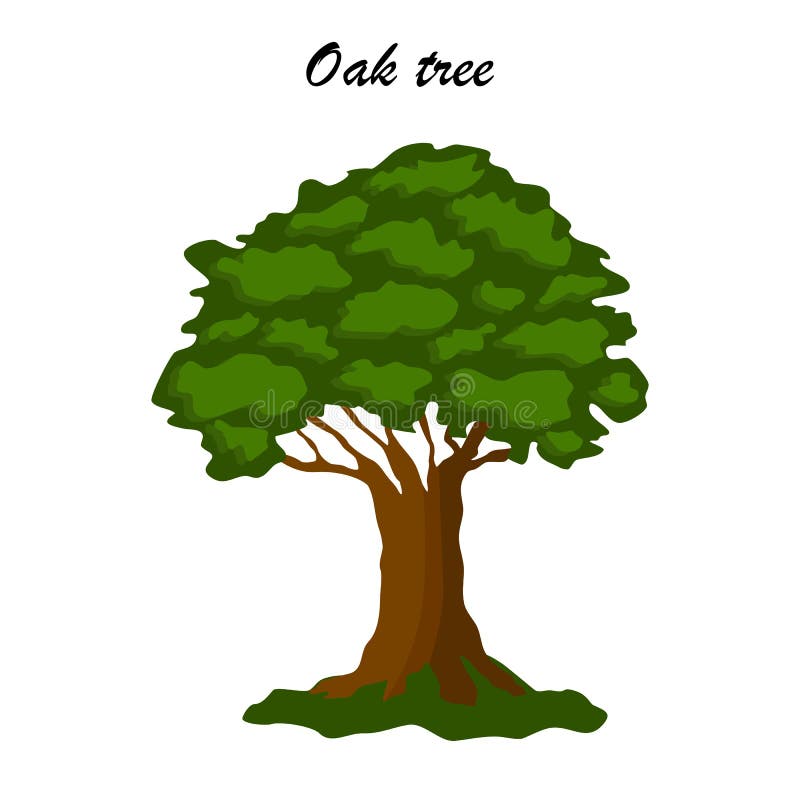 One Oak Tree Icon Closeup, Flat Style Vector Stock Illustration ...